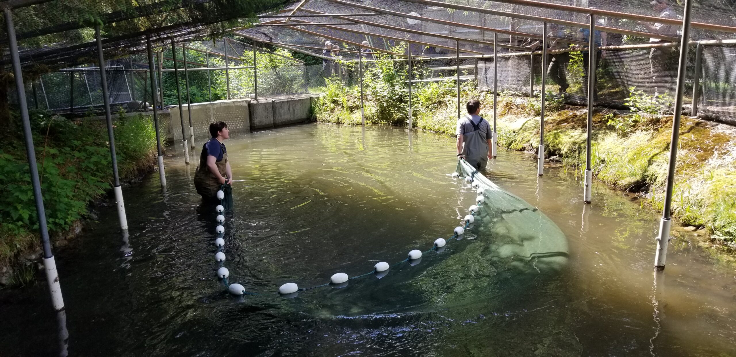 NV Chamber members: Help 20,000 fish start their ocean adventure ...